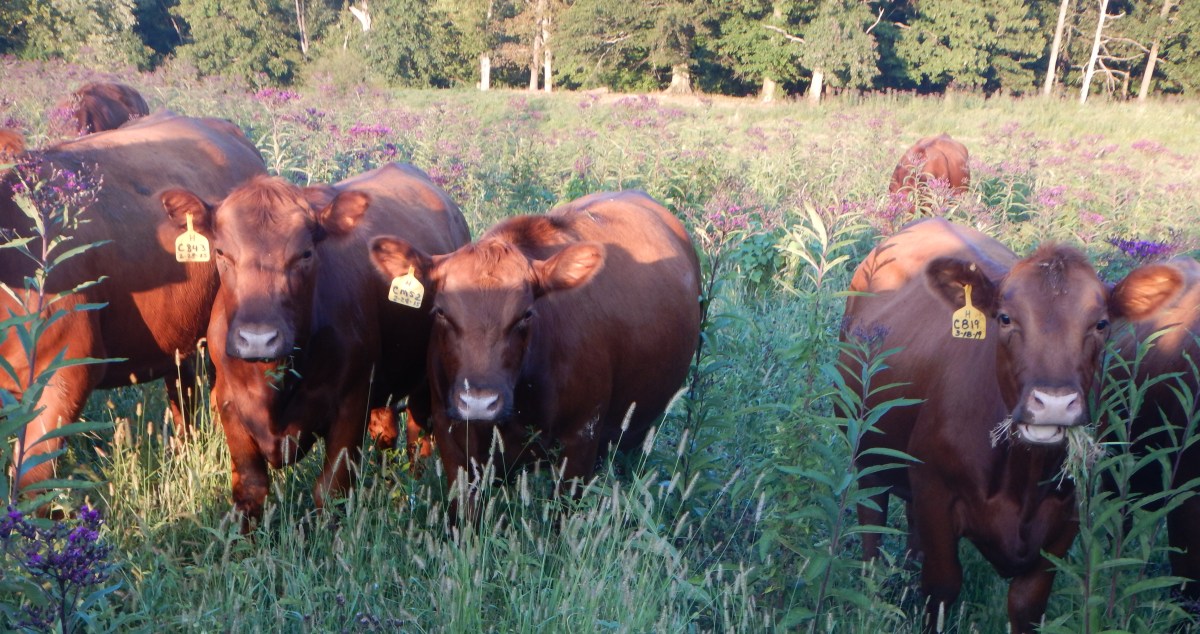 Green Meadow Red Angus Farms | Grass Fed Red Angus Beef Cattle Raised ...